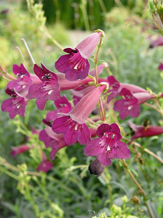 Penstemon 'Black Bird' - Galane fausse-digitale - Pot 2L - Jardiland