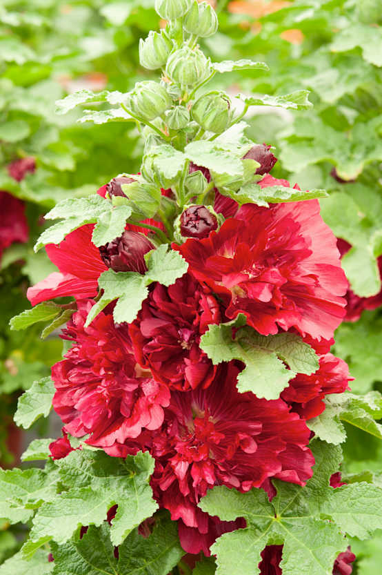 Alcea rosea 'Spring Celebrities Crimson' - ECLOZ - Rose trémière - Pot ...