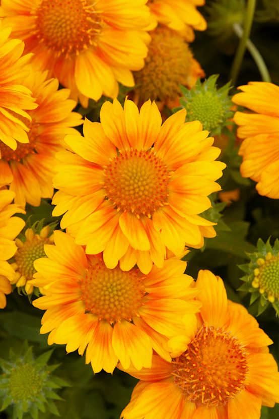 Gaillardia grandiflora 'Mesa Peach' - ECLOZ - Gaillarde - Pot 2L ...