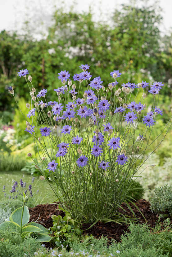 Catananche caerulea - Pot 2L - Jardiland
