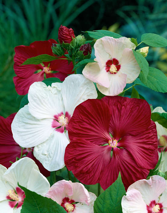 Hosta fortunei 'Aureomarginata' - Théma: les graphiques - ECLOZ - Pot ...