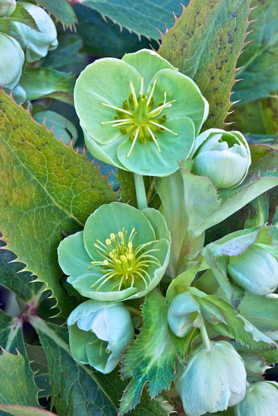 Helleborus argutifolius - Hellébore - Pot 2L - Jardiland