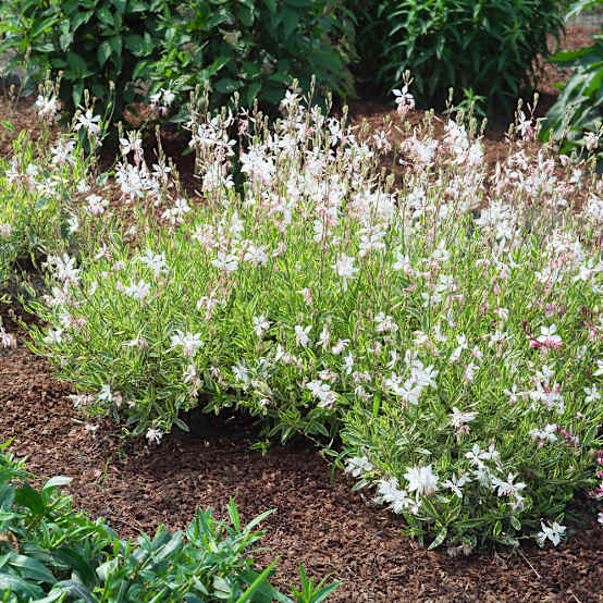 Gaura lindheimeri - Pot 2L - Jardiland