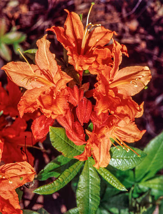 Azalea mollis 'Hotspur Red' - Azalée de Chine - Pot de 12 litres ...