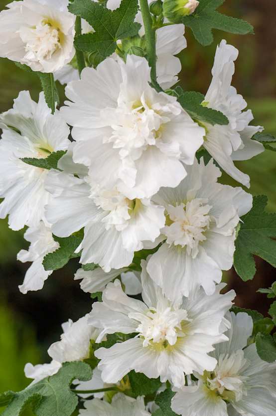 Alcea rosea 'Spring Celebrities White' - ECLOZ - Rose trémière - Pot 2L ...