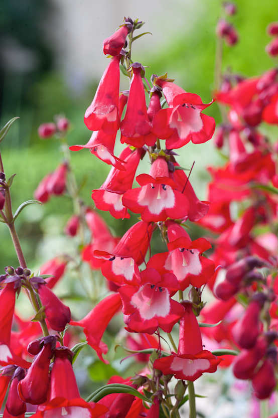 Penstemon gloxinoides 'Le Phare' - Galane fausse-digitale - Pot 2L ...