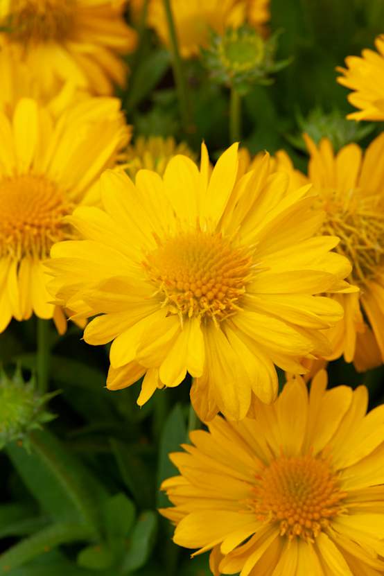Gaillardia grandiflora 'Mesa Yellow' - ECLOZ - Gaillarde - Pot 2L ...