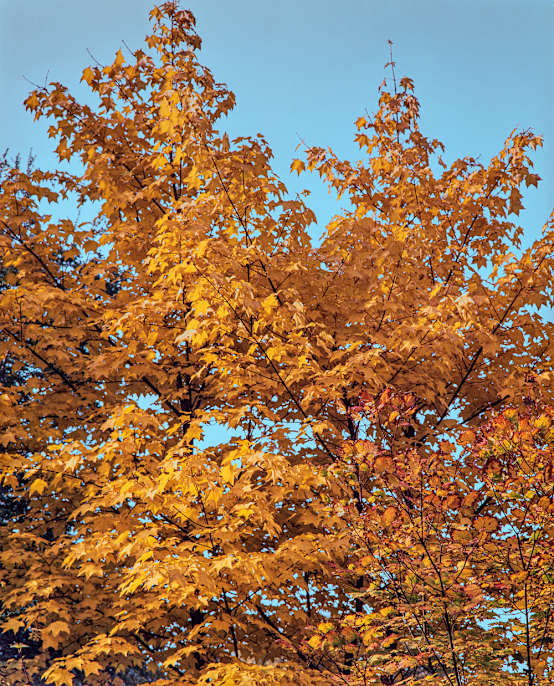 Acer cappadocicum 'Rubrum' - Érable de Cappadoce - Pot de 15 litres ...