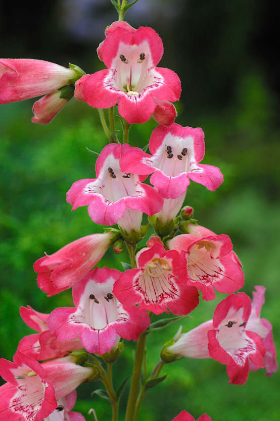 Penstemon 'Souvenir d'Adrien Regnier' - ECLOZ - Galane fausse-digitale ...