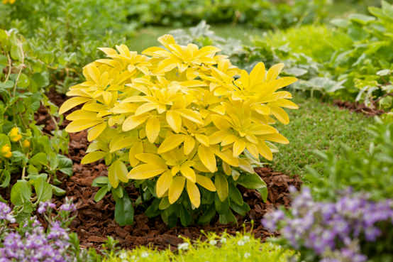 Choisya ternata 'Sundance' - ECLOZ - Oranger du Mexique - Pot de 3 ...