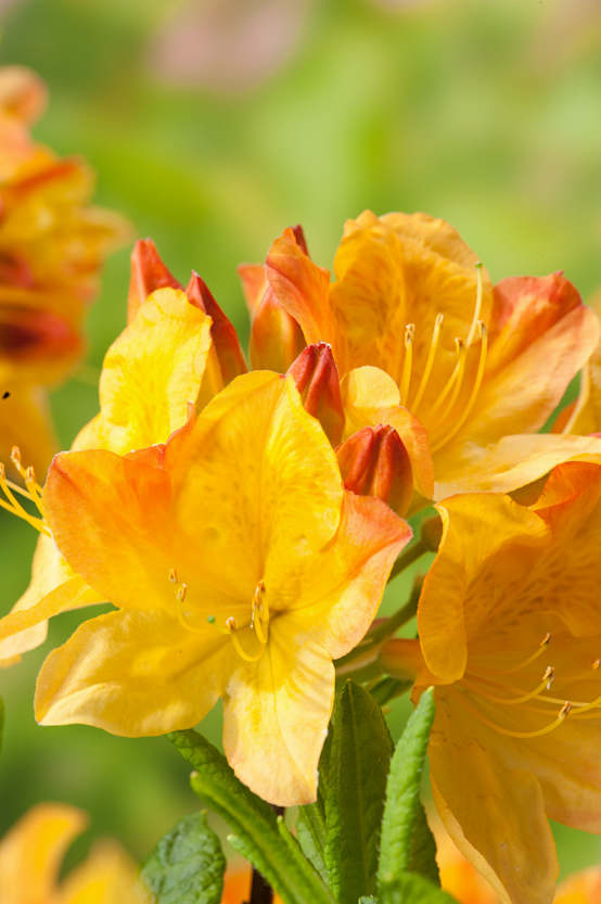 Azalea mollis 'Hortulanus H. Witte' - Azalée de Chine - Pot de 3 litres ...