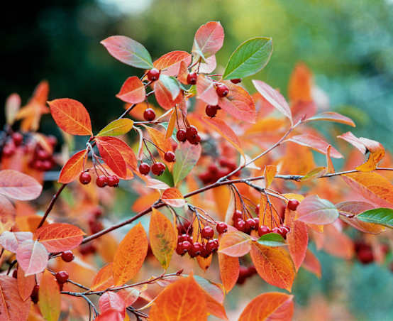 Aronia prunifolia 'Brilliant' - Aronie à feuilles de prunier - Pot de 3 ...