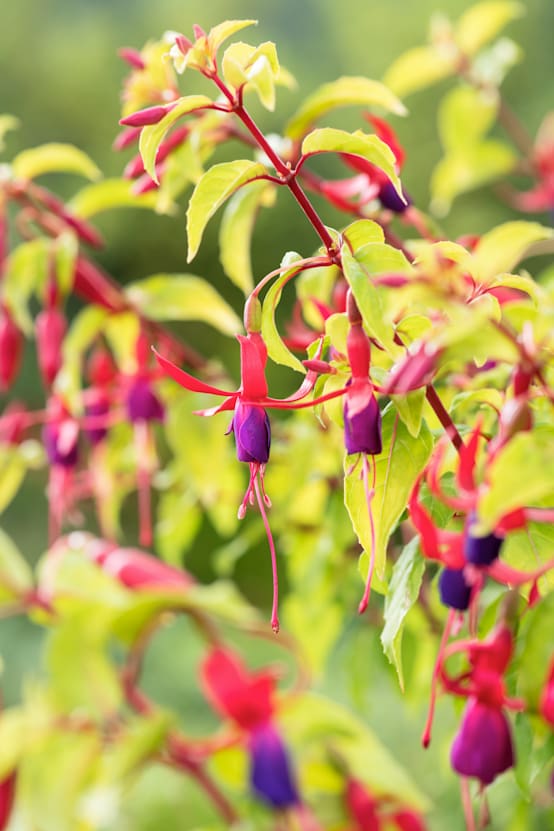 Fuchsia 'Genii' - Pot 2L - Jardiland