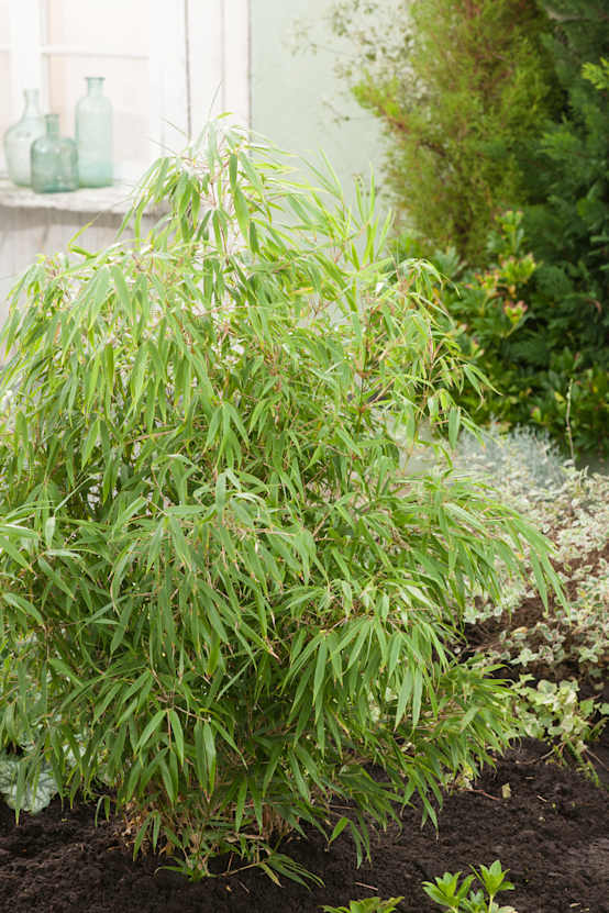 Fargesia rufa - ECLOZ - Bambou non traçant - Pot de 12 litres - Jardiland