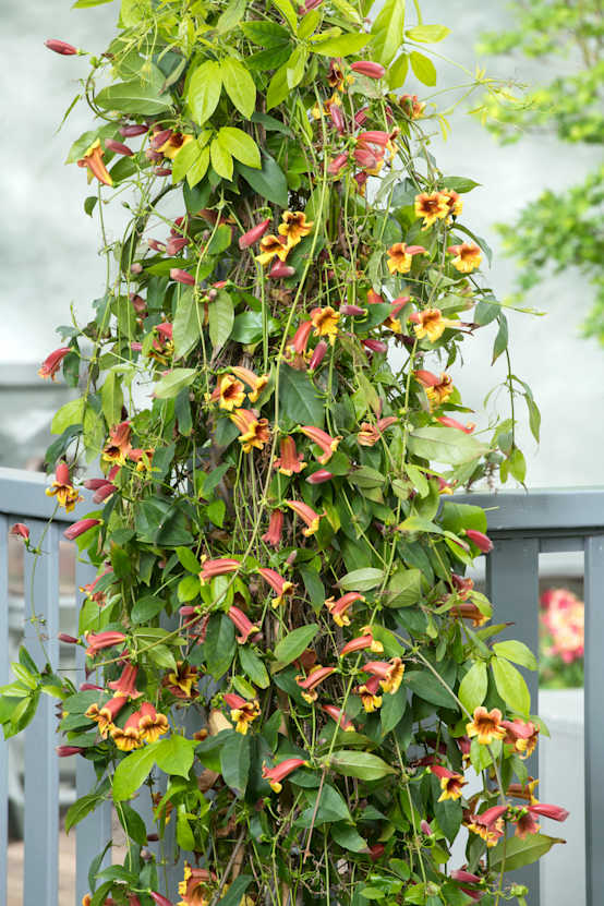 Bignonia capreolata 'Atrosanguinea' - Bigogne à vrilles - Pot de 1,5 ...