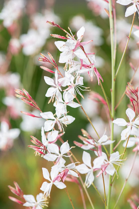 Gaura lindheimeri 'Short Form' - Pot 2L - Jardiland