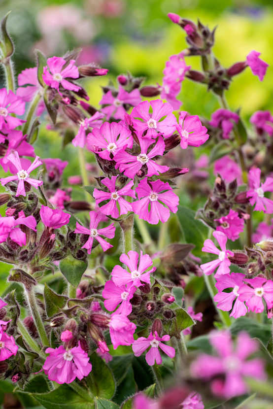 Silene dioica 'Rollie's Favorite' - Pot 2L - Jardiland