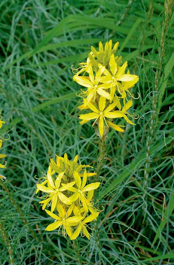 Asphodeline lutea - Bâton de Jacob - GODET 7CM - Jardiland