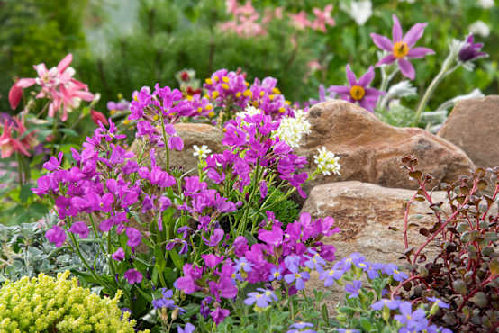 Aubrieta 'Axcent Light Blue' - Aubriète - Pot 2L - Jardiland