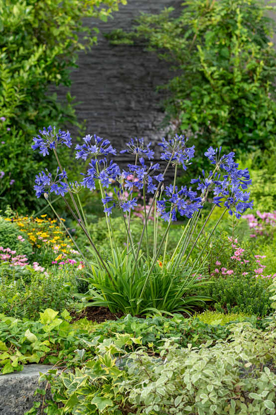 Agapanthus 'Blue Jeans' - Agapanthe - Pot 2L - Jardiland