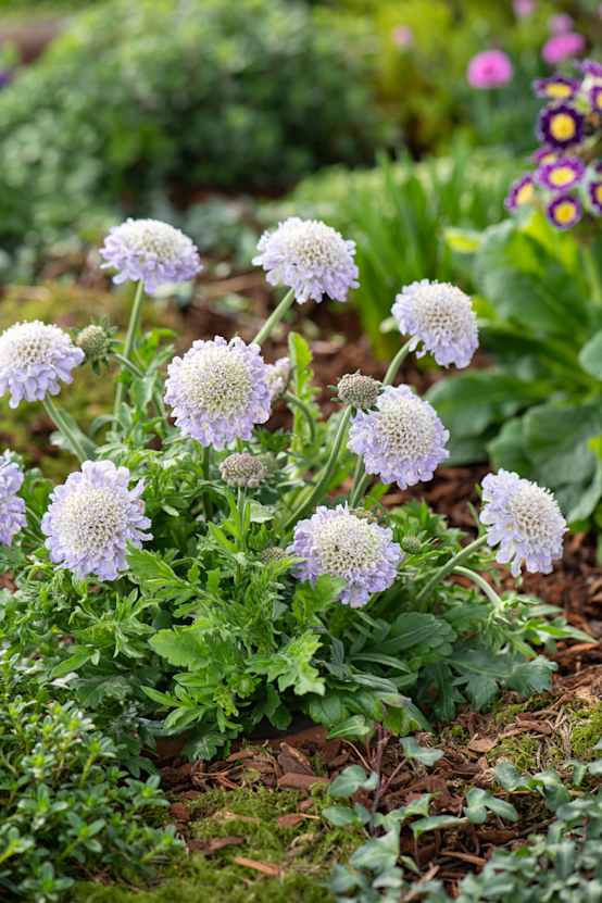 Scabiosa columbaria 'Mariposa Blue' - ECLOZ - Scabieuse - Pot 2L ...