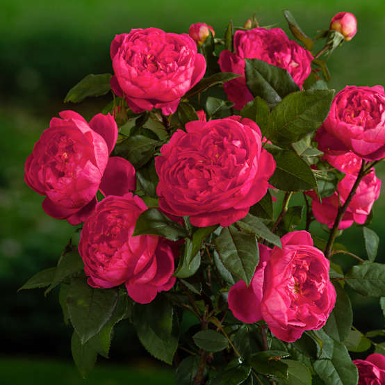 Rosier anglais 'Benjamin Britten'® - Pot de 6 litres - Jardiland