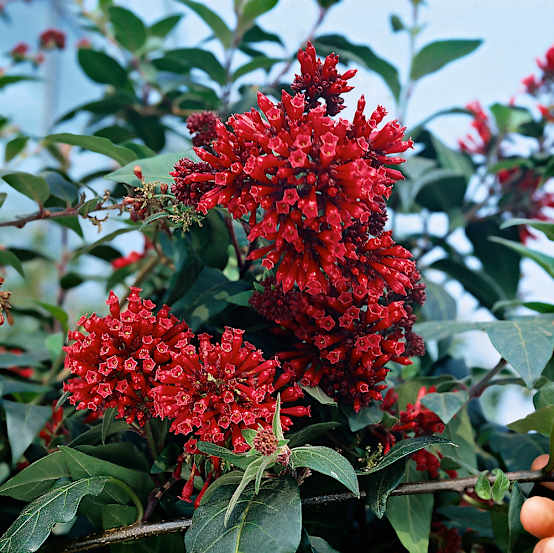 cestrum elegans rubrum