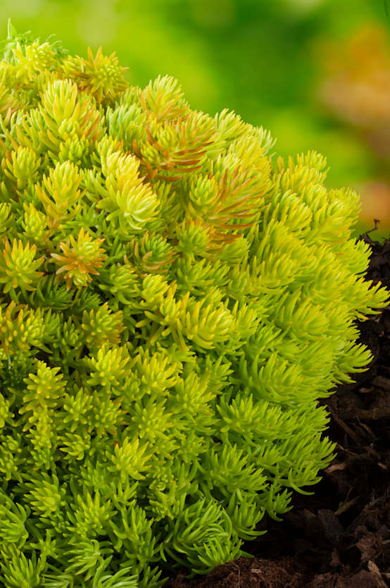 Sedum 'Lemon Ball' - Pot 2L - Jardiland