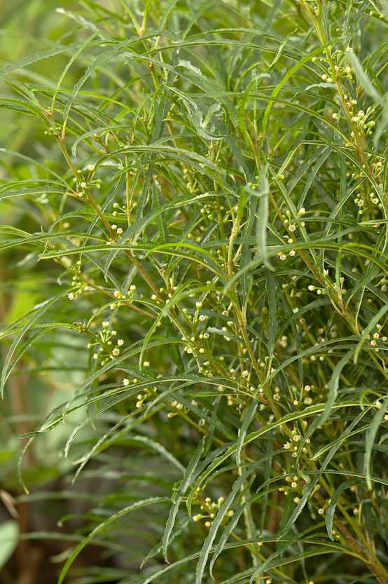 Rhamnus frangula 'Fine Line' - Nerprun - Pot de 7.5 litres - Jardiland