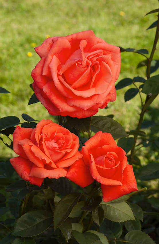 Rosier 'Super Star'® - Pot de 4.5 litres - Jardiland