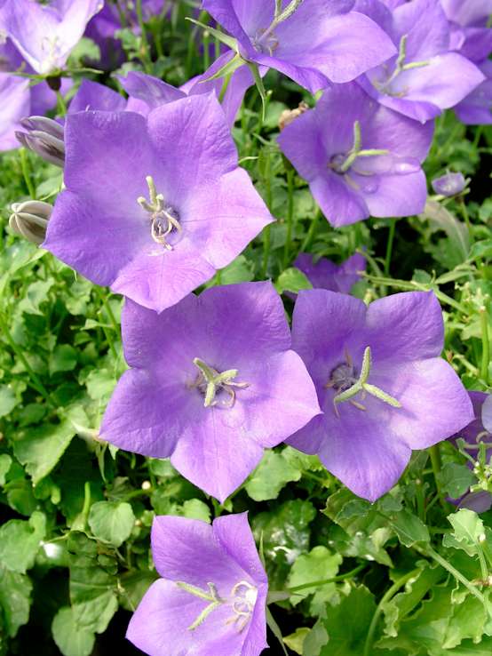 Campanula carpatica 'Blue Uniform' - Campanule - Pot 2L - Jardiland