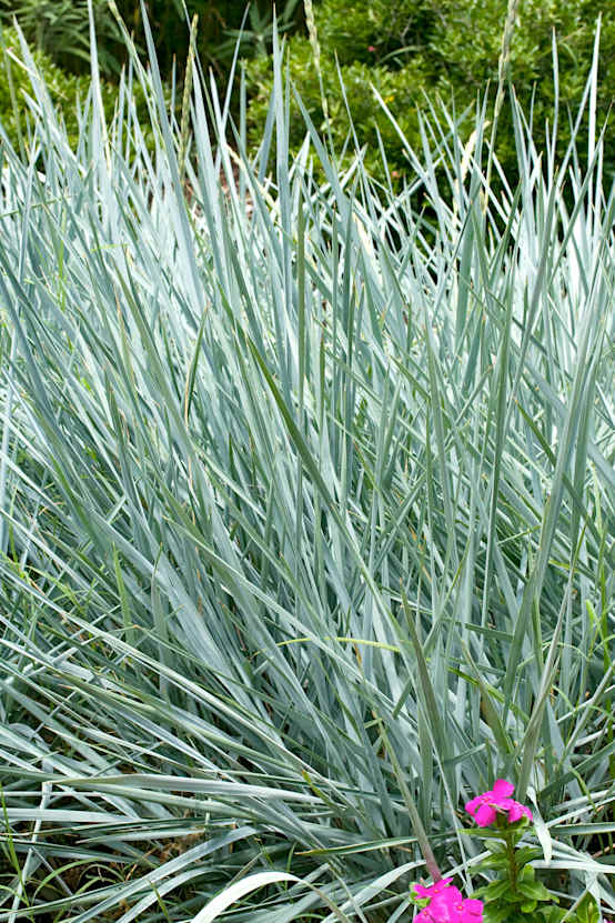 Leymus arenarius 'Blue Dune' - Graminée Elyme des sables - Pot 2L ...