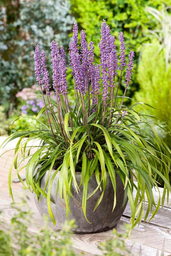 Liriope muscari - Pot 2L - Jardiland