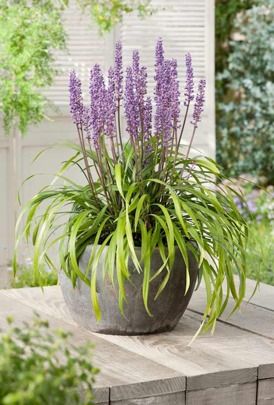 Liriope muscari 'Moneymaker' - Pot 2L - Jardiland