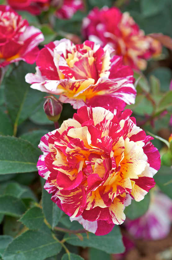 Rosier 'Maurice Utrillo'® - Pot de 5 litres - Jardiland