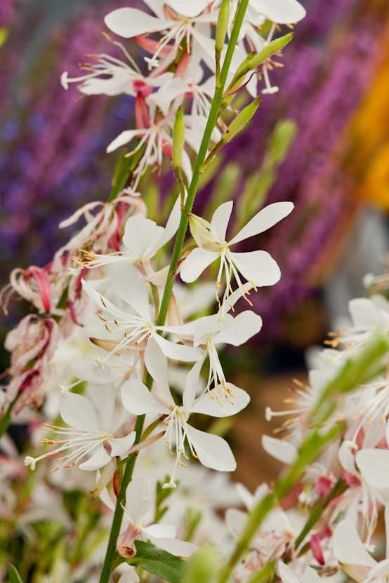 Gaura lindheimeri 'White Sparkle' - Pot 3L - Jardiland