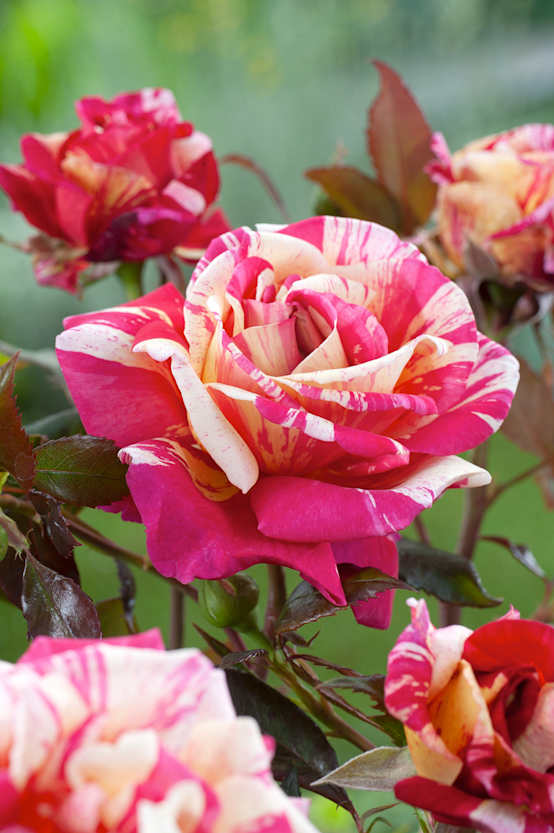 Rosier 'Broceliande'® - Pot de 6 litres - Jardiland