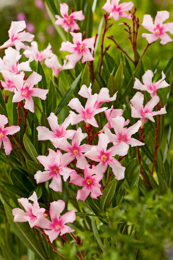 Nerium oleander 'Villa Romaine' - ECLOZ - Laurier rose - Pot de 15 ...