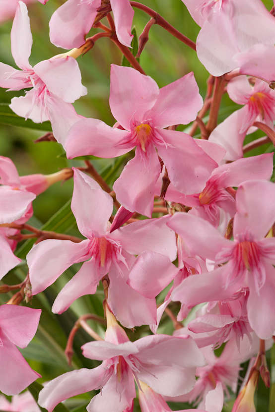 Nerium oleander 'Belle Helene' - Laurier rose - Pot de 7.5 litres ...