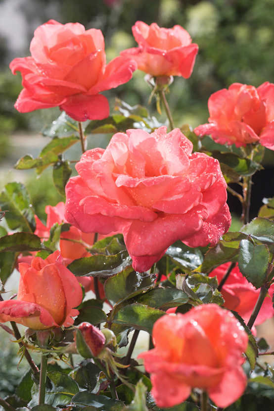 Rosier tige 'Catherine Deneuve'® - Pot de 10 litres - Jardiland