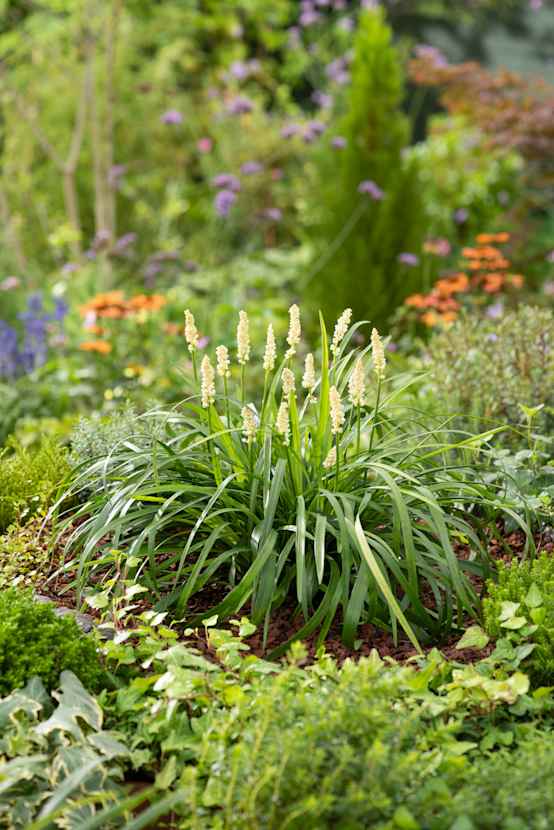 Liriope muscari 'Monroe White' - Pot 2L - Jardiland