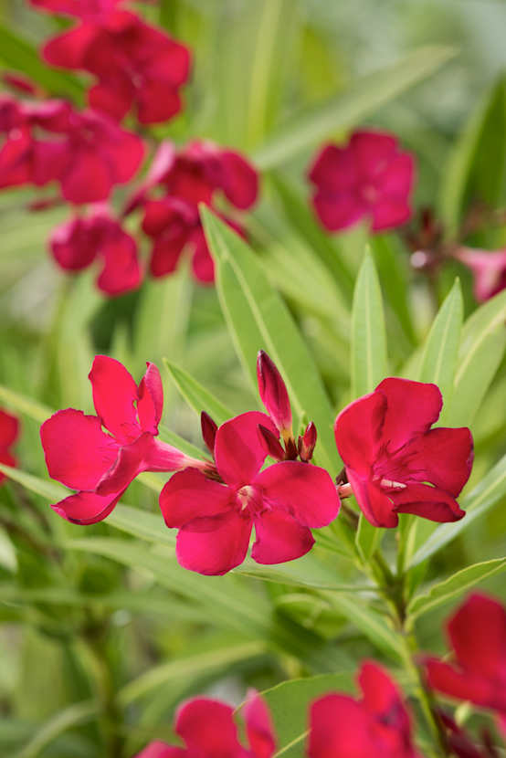Nerium oleander 'Emile Sahut' - ECLOZ - Laurier rose - Pot de 15 litres ...