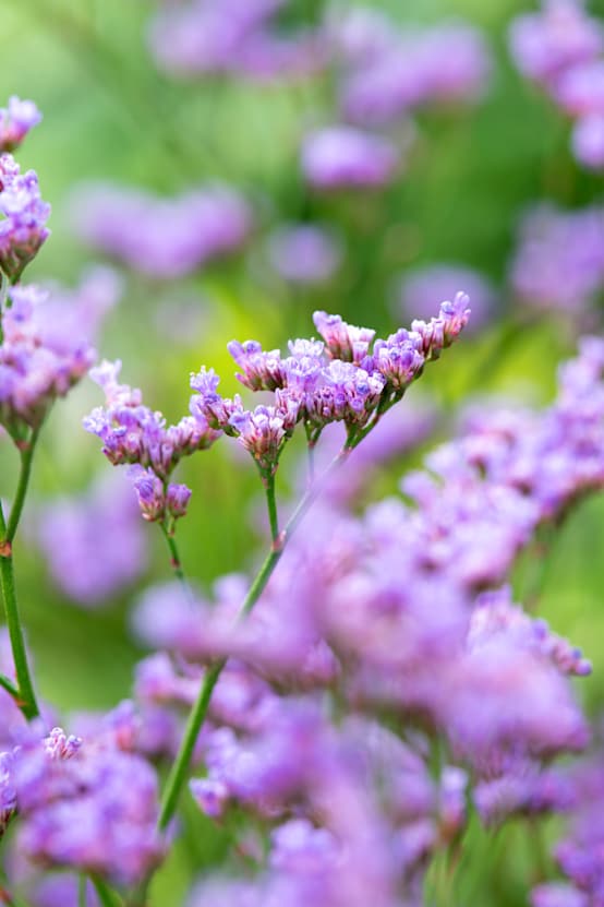 Limonium gmelinii 'Dazzle Rocks' - Statice vivace - Pot 2L - Jardiland