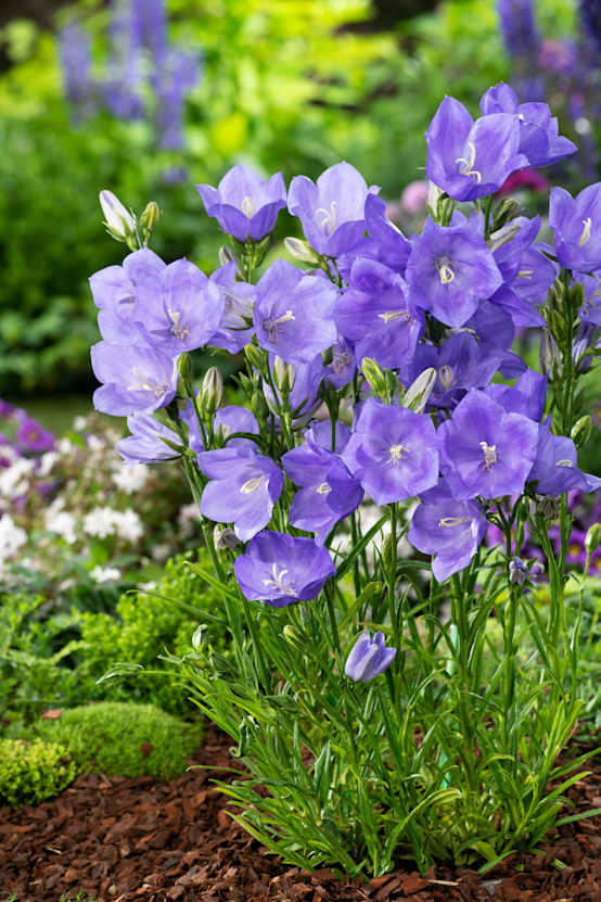 Campanula persicifolia 'Takion Blue' - Campanule - Pot 2L - Jardiland