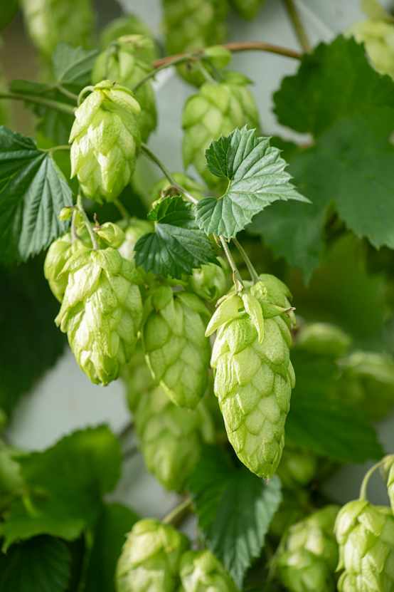 Humulus lupulus - Houblon - Pot de 2 litres - Jardiland
