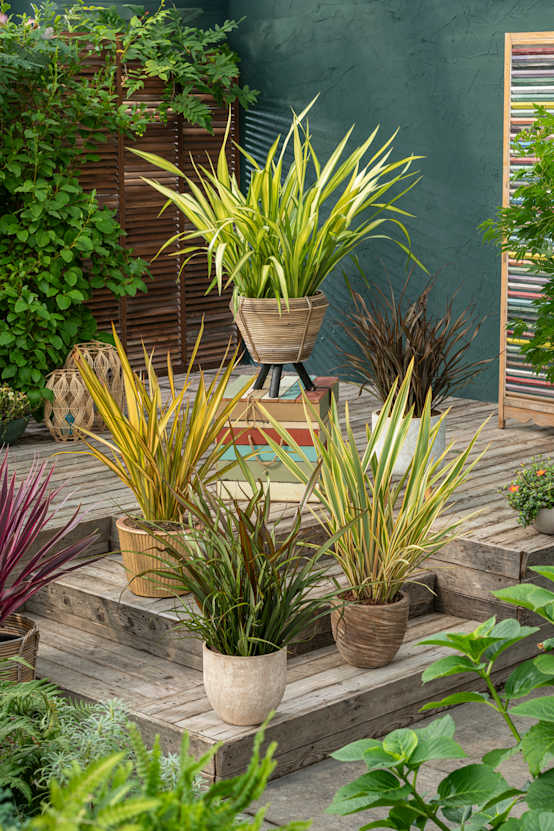 Phormium tenax - Lin de Nouvelle-Zélande - Pot de 5 litres - Jardiland