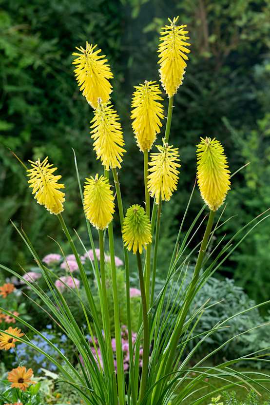 Kniphofia 'Lemon Popsicle' - Tison de Satan (Tritoma) - Pot 3L - Jardiland