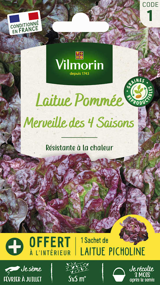 Laitue pommée merveille de 4 saisons échantillon laitue pommée flammes ...