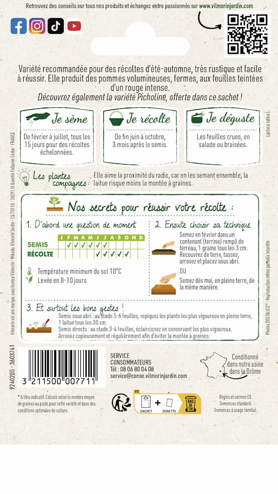 Laitue pommée merveille de 4 saisons échantillon laitue pommée flammes ...