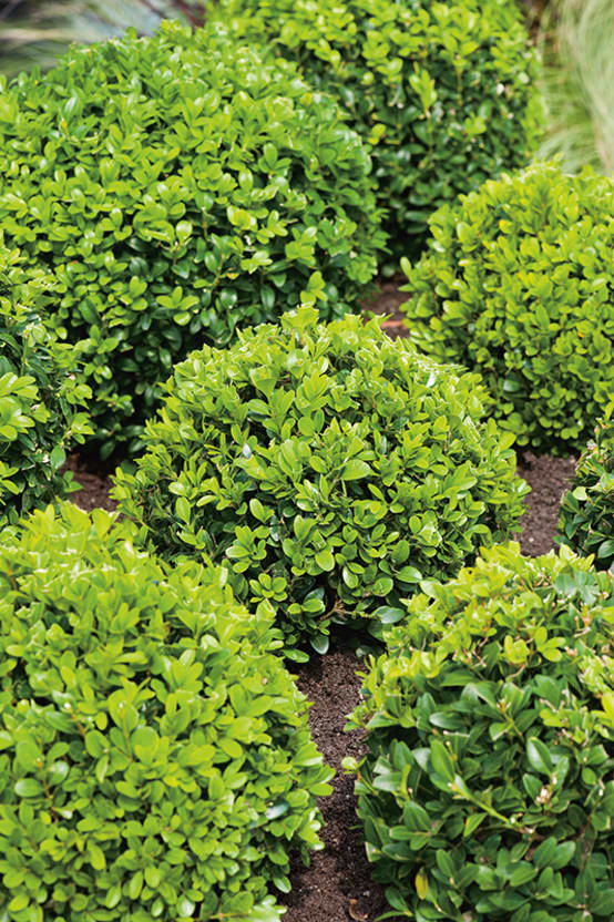 Boj Común - Jardiland